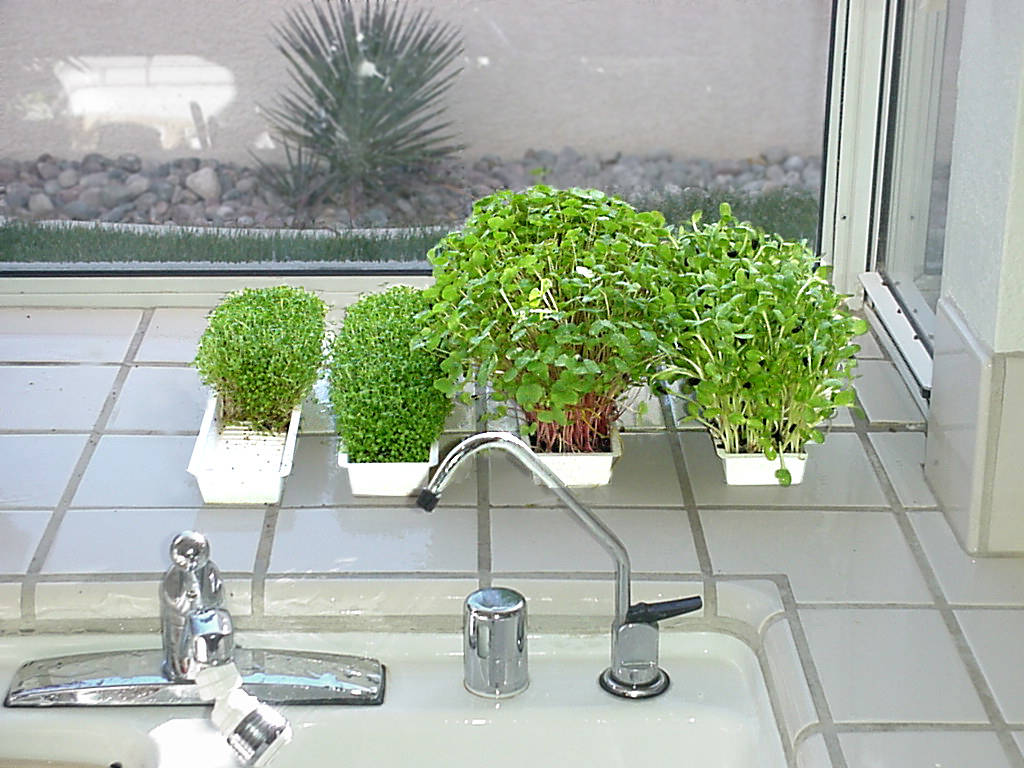 EasyGreen Light Sprouter - Sana-Store.com