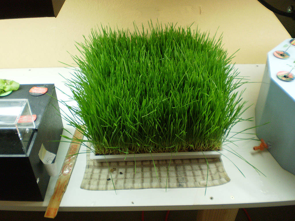 EasyGreen Light Sprouter - Sana-Store.com