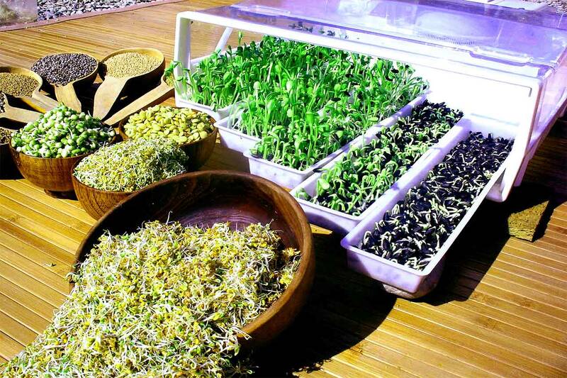 EasyGreen Light Sprouter - Sana-Store.com