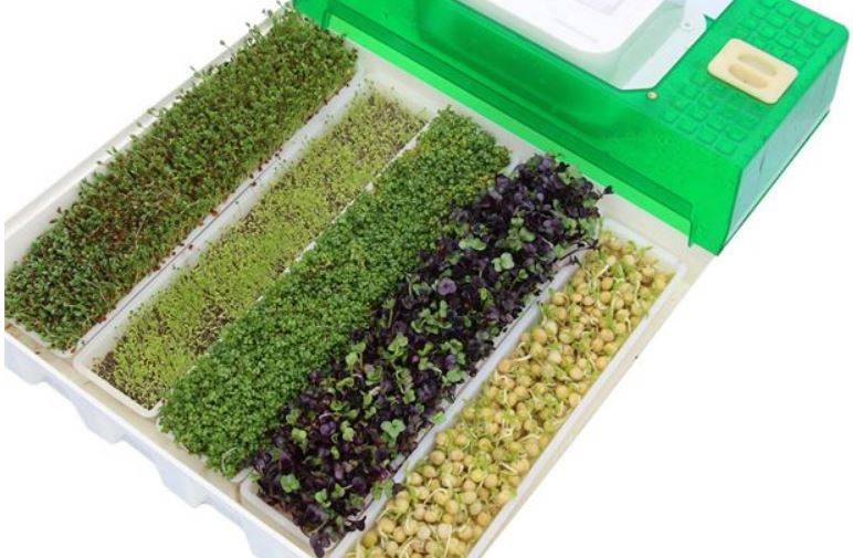 EasyGreen Light Sprouter - Sana-Store.com